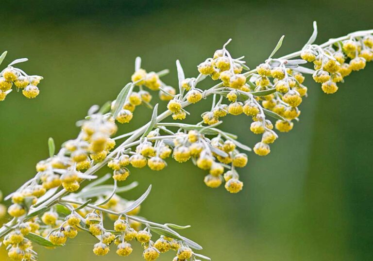 Pelin Otu (Artemisia Absinthium) – Bitki Baharat Dünyası